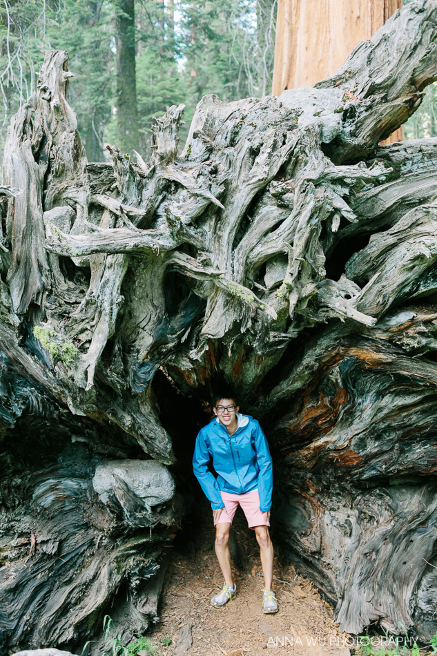 Big Trees | Sequoia National Park - Anna Wu Photography