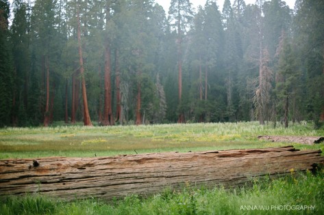 Big Trees | Sequoia National Park - Anna Wu Photography