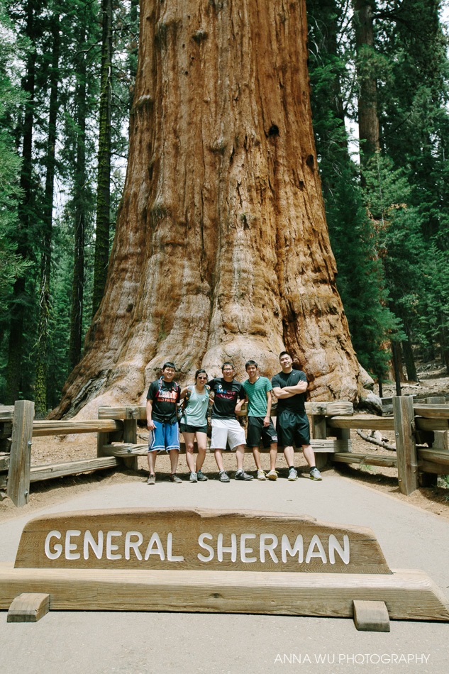 Big Trees | Sequoia National Park - Anna Wu Photography
